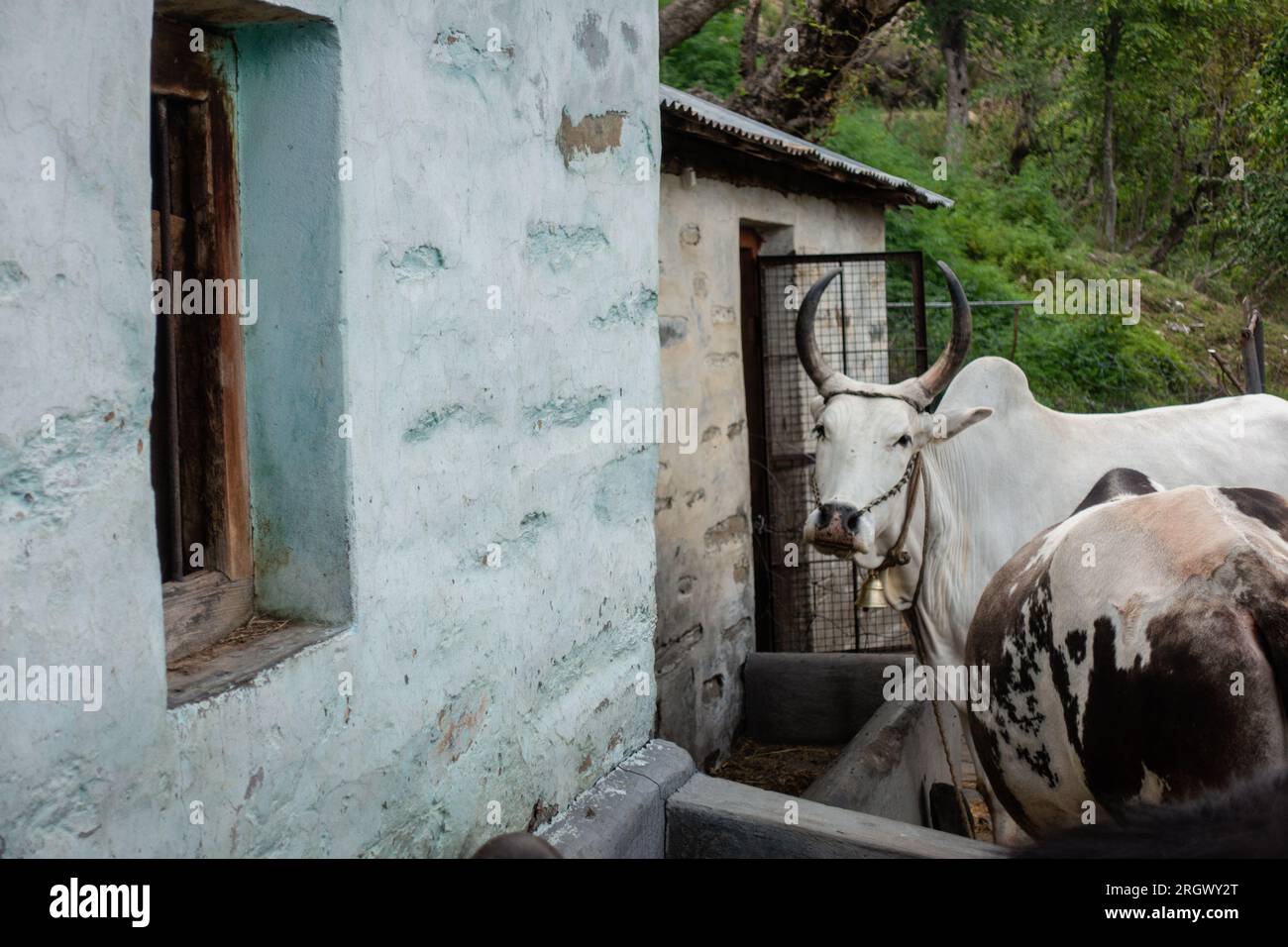 Badri cow bulls with long horns tethered by rope and nasal rope in ...