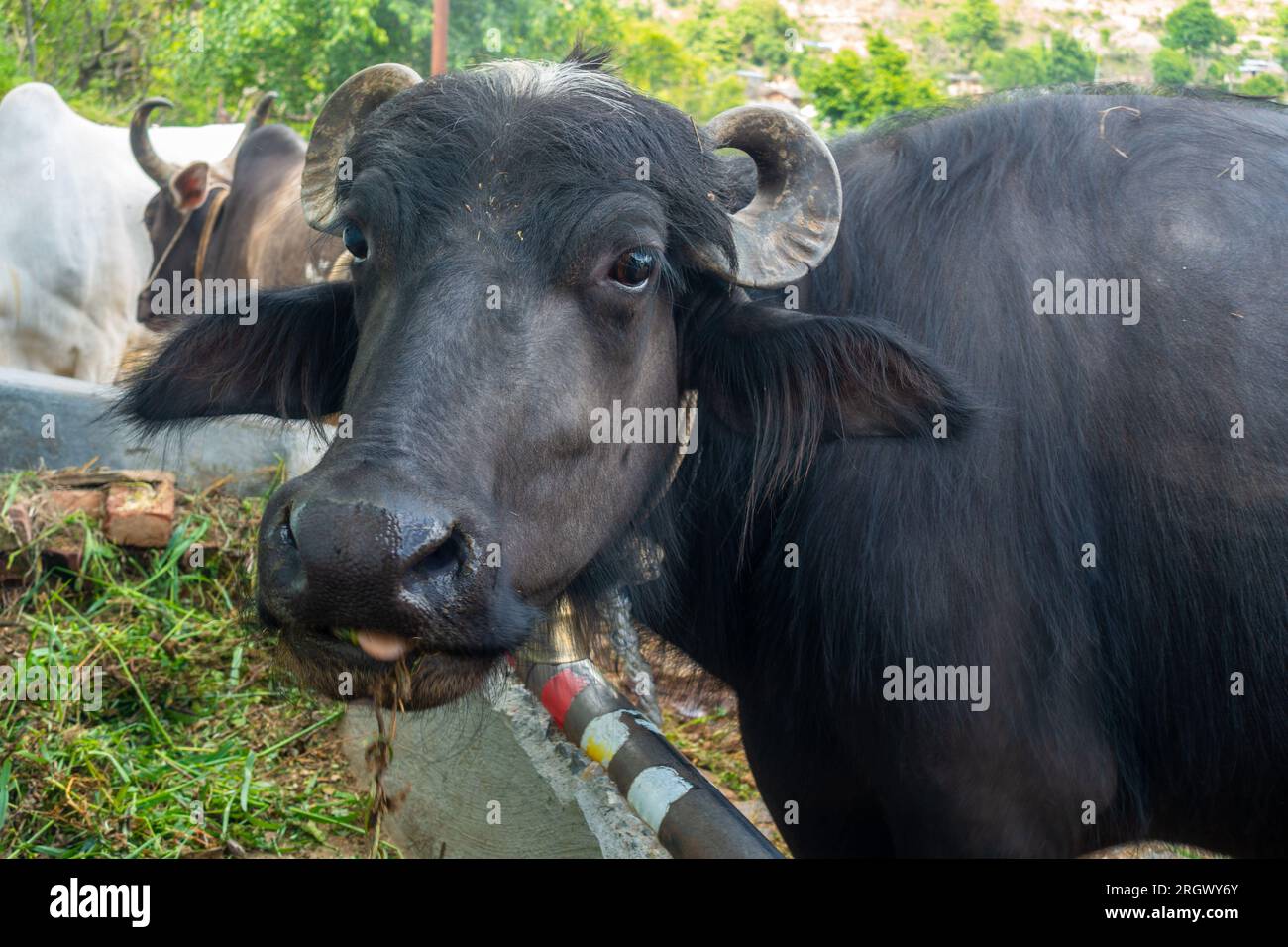 Close-up Murrah Buffalo in Uttarakhand village. Milk-producing breed ...