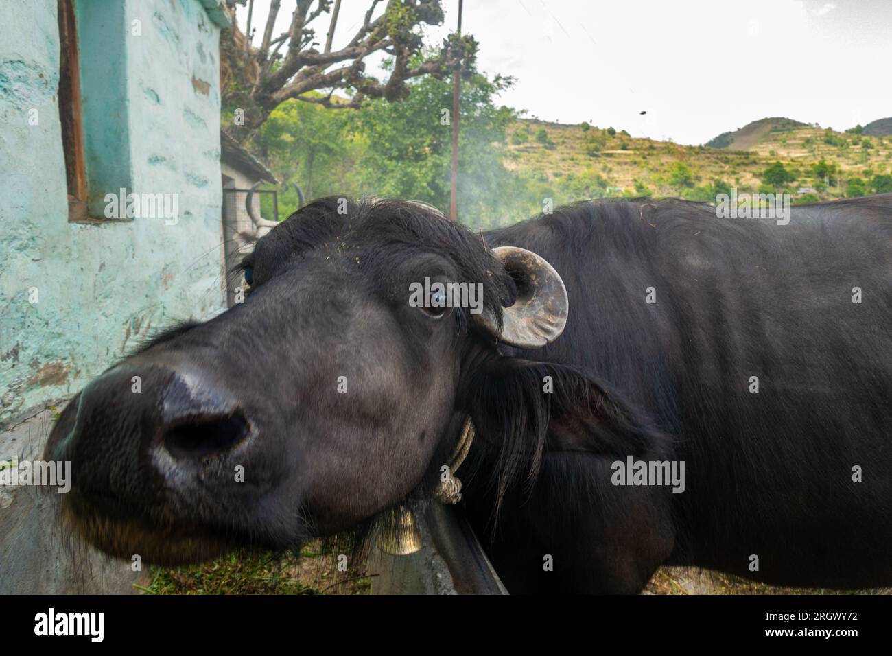 Close-up Murrah Buffalo in Uttarakhand village. Milk-producing breed ...