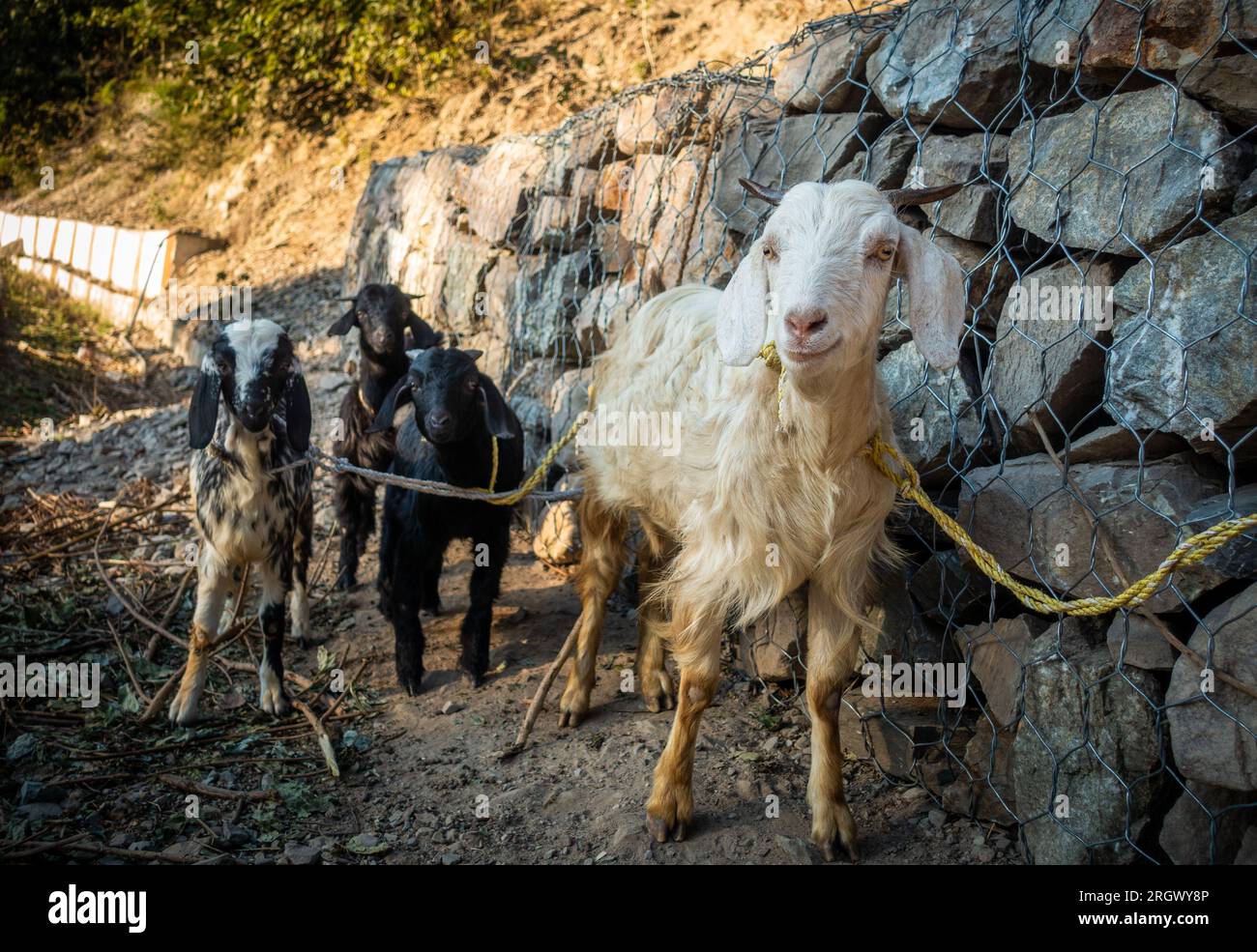 Himalayan Tahr, Domestic Goat (Capra aegagrus hircus). Vibrant ...