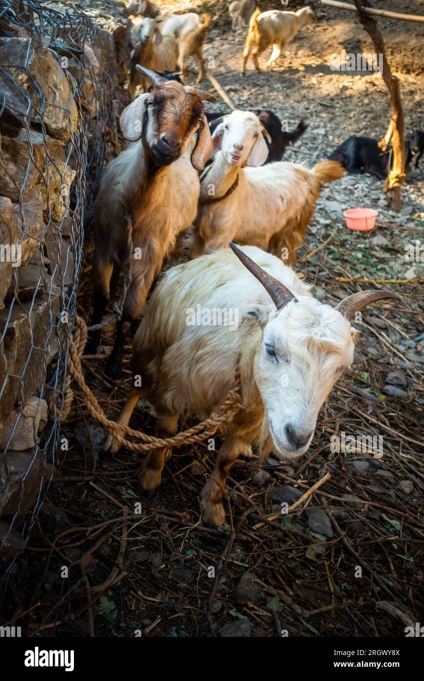 Himalayan Tahr, Domestic Goat (Capra aegagrus hircus). Vibrant Himalayan mountain goats in rural ...