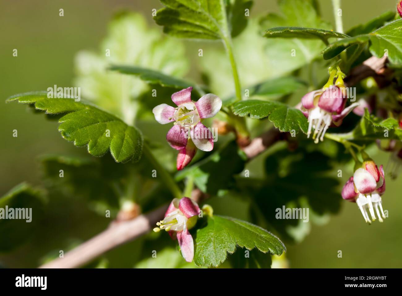 beautiful unusual flowers gooseberry bushes in the garden, orchard ...
