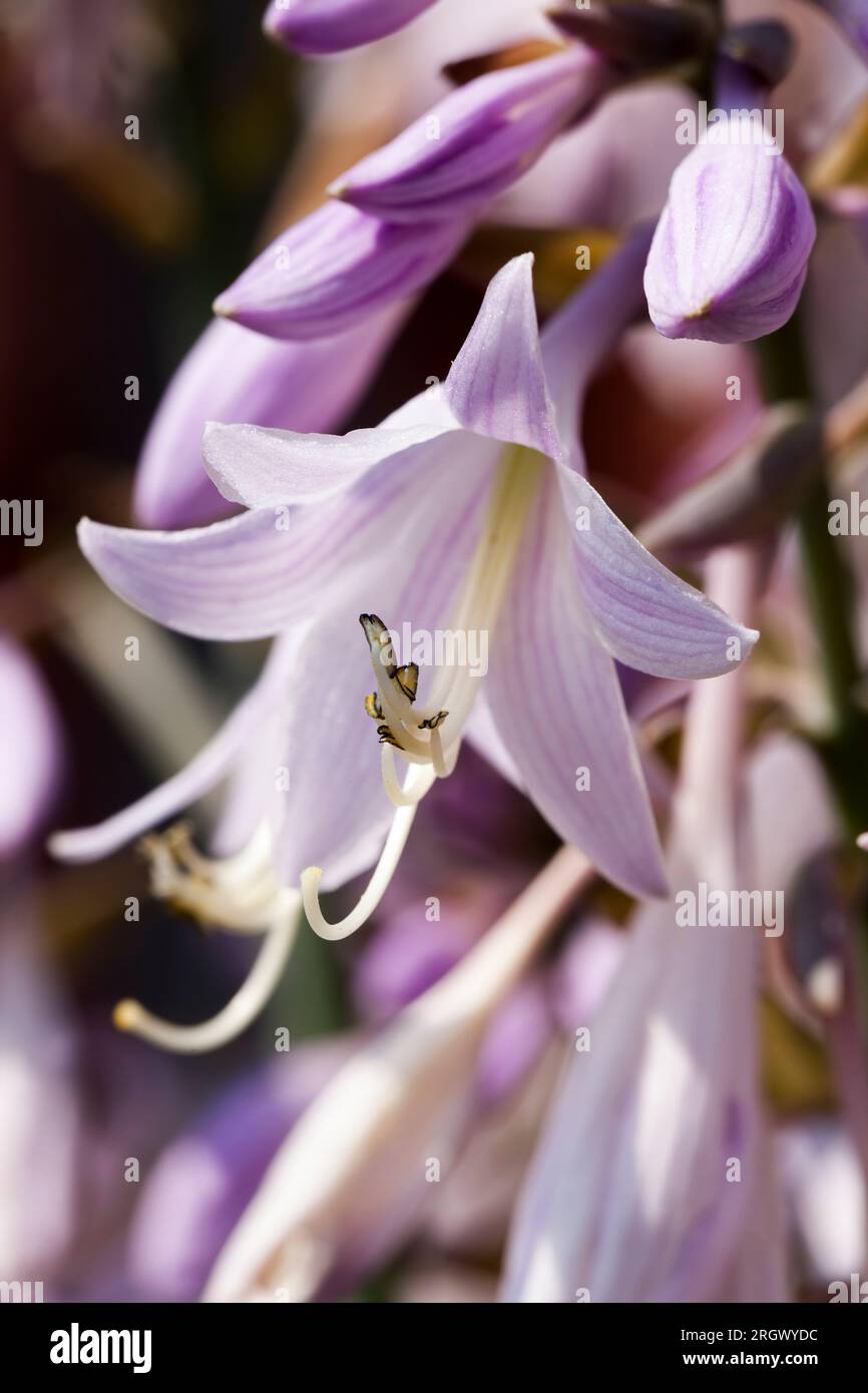 flowers in the spring season, flowers are grown for decoration and ...