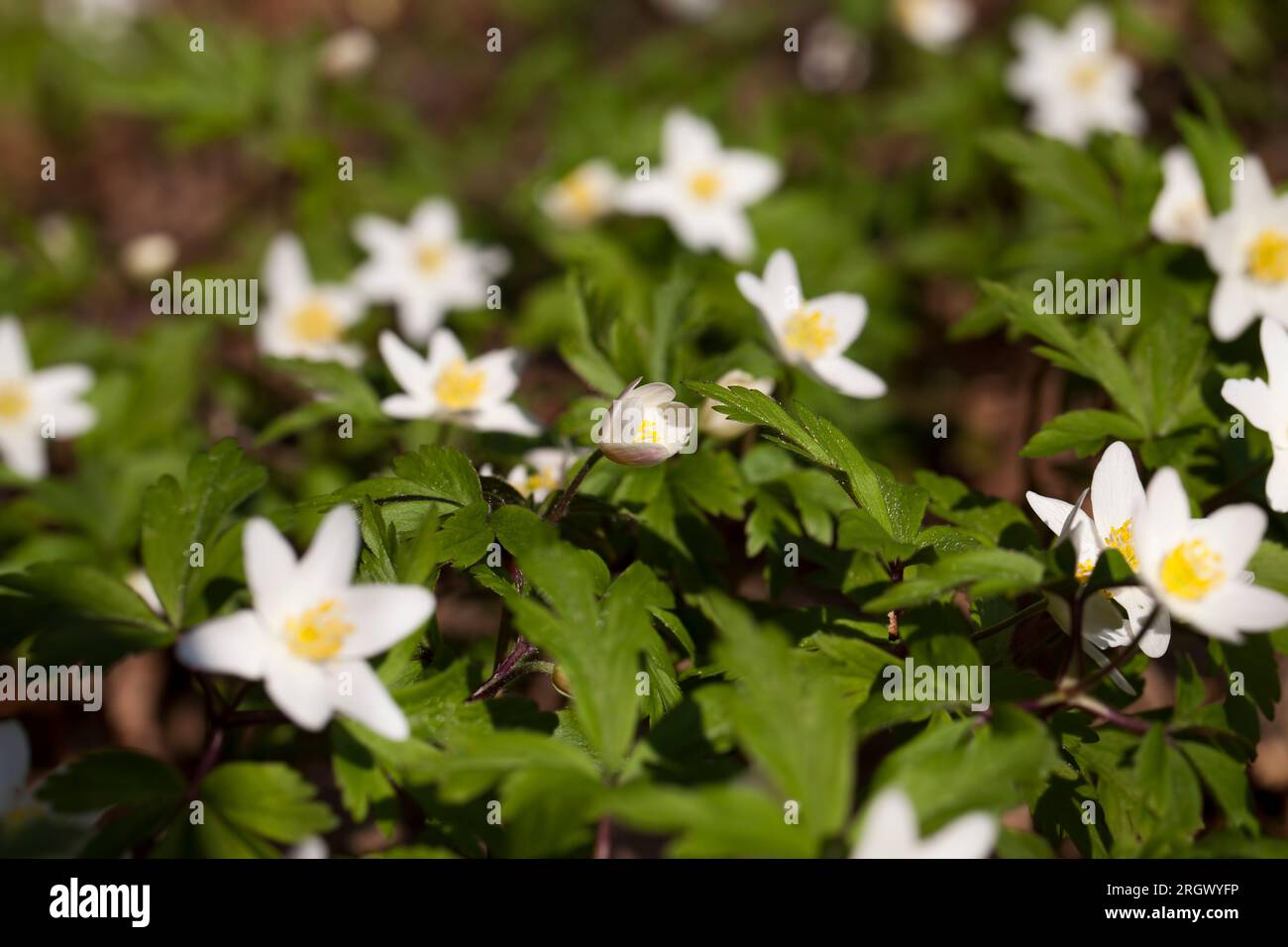 the first blooming in the forest, beautiful wild flowers growing in the ...