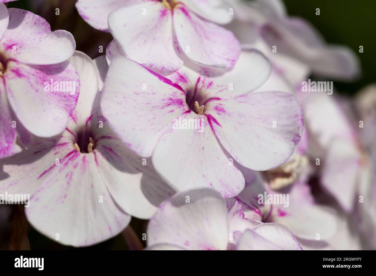 carnation flowers in the spring season, carnation flowers are grown for ...