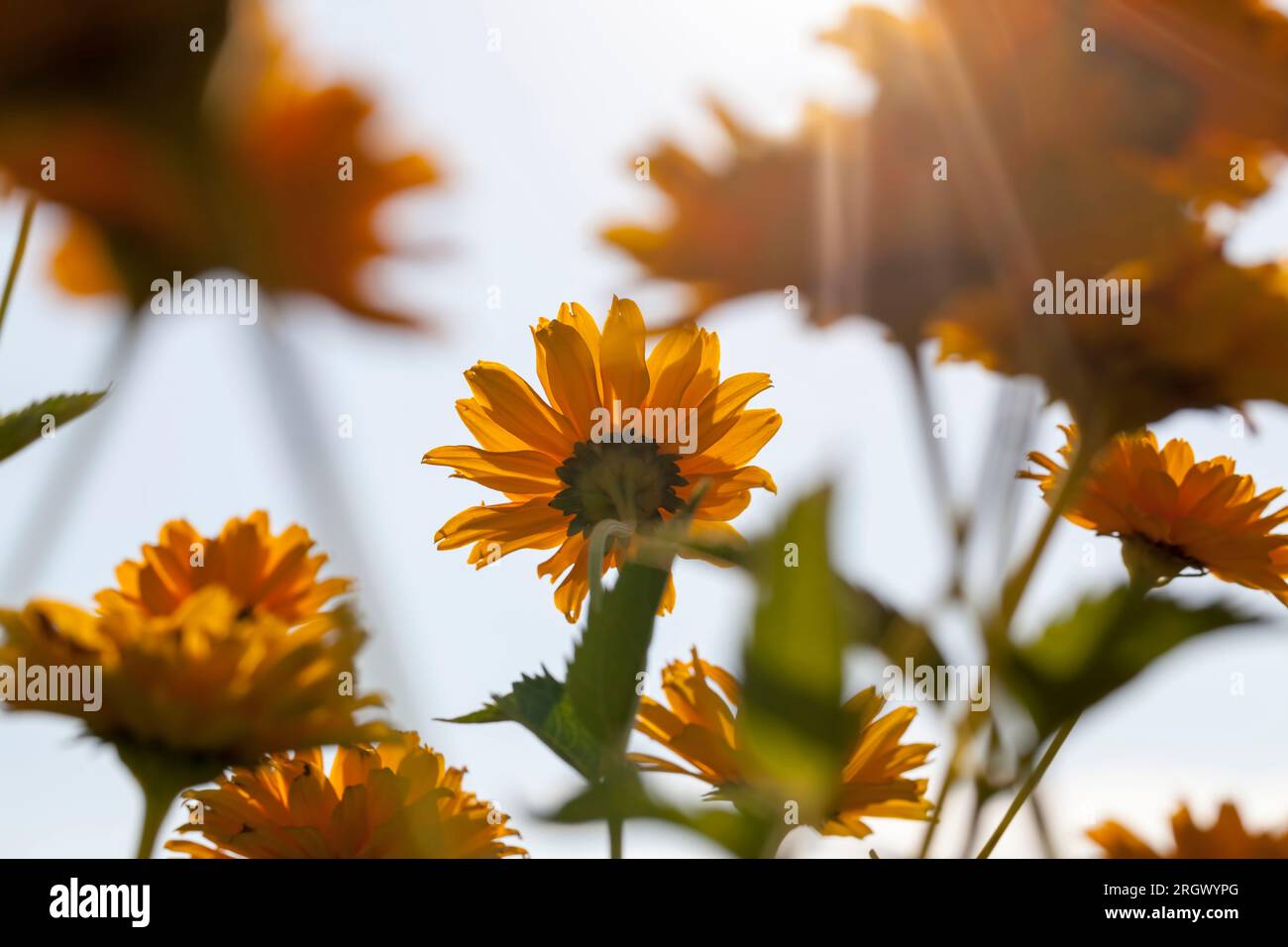 orange flowers in the spring season, orange flowers for decoration and ...