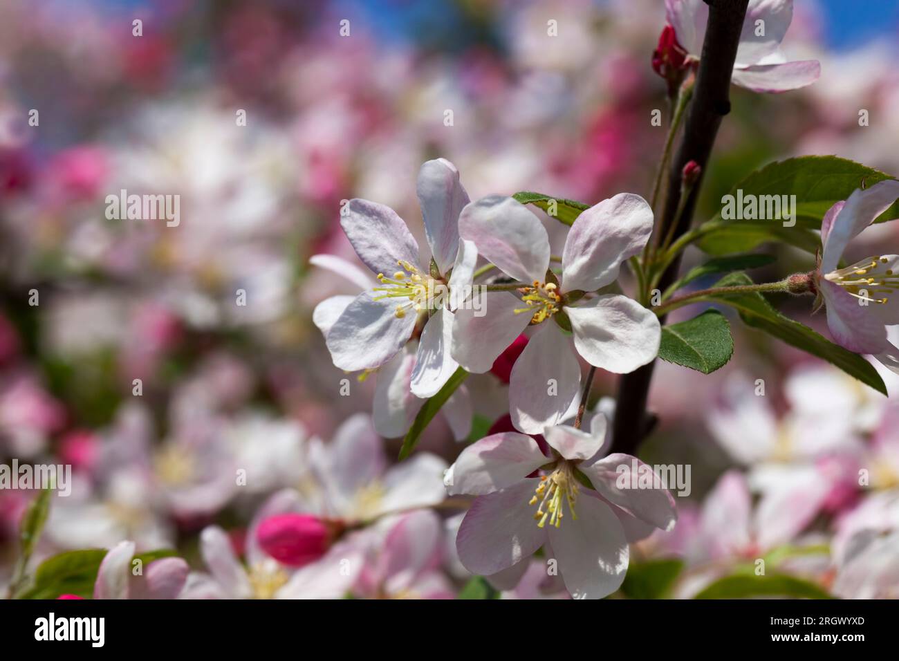 cherry blossom in the orchard with red flowers, red cherry blossom in ...
