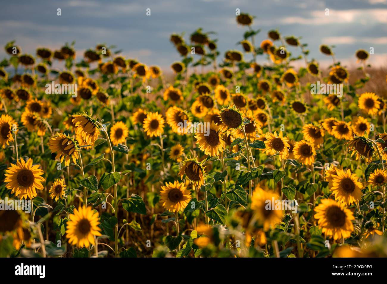 A sea field of sunflowers at sunset. Beautiful nature landscape ...