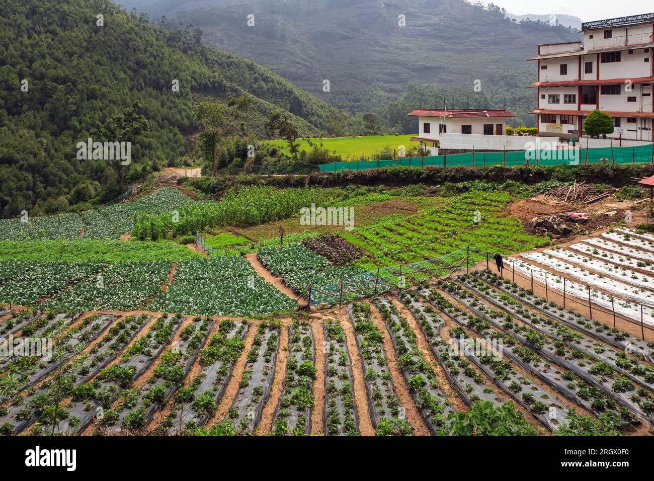 Beautiful Agriculture Farm Field View in Vattavada in Munnar,Idukki ...