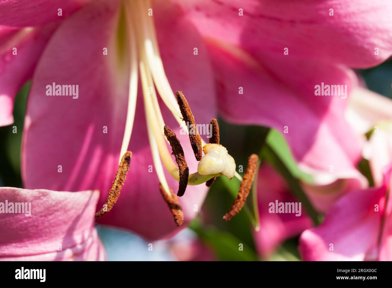 red lilies in the spring season, lily flowers for decoration and for ...