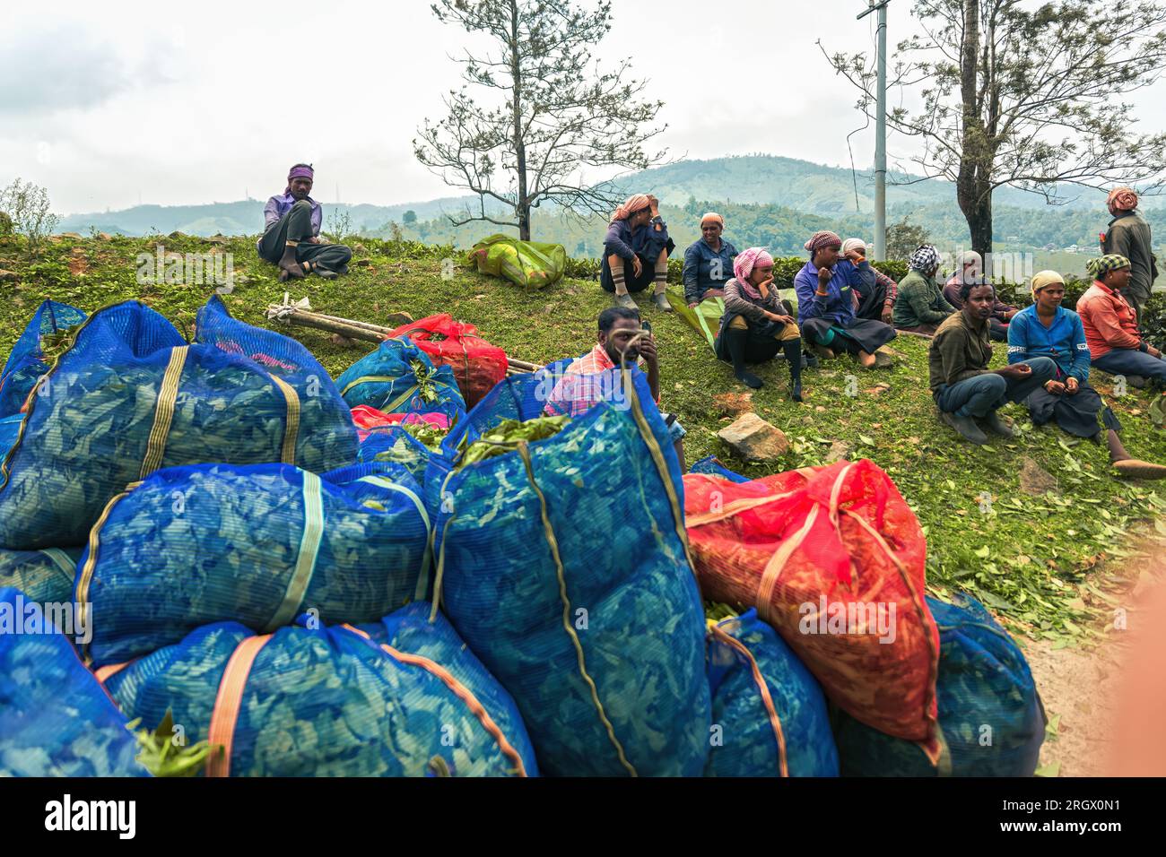 Munnar, India, May 13, 2023: Indian Rural tea pickers with their sacks ...