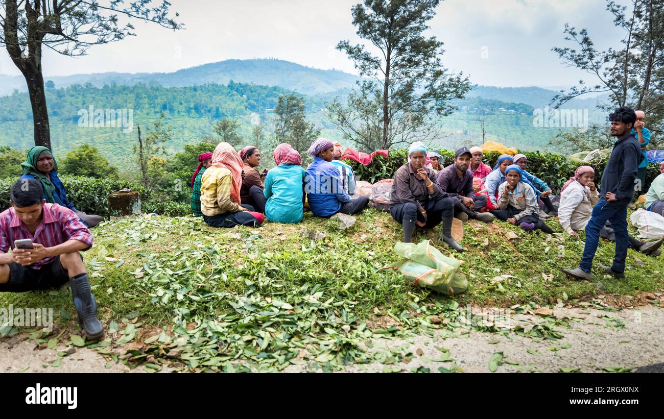 Munnar, India, May 13, 2023: Indian Rural tea pickers with their sacks ...