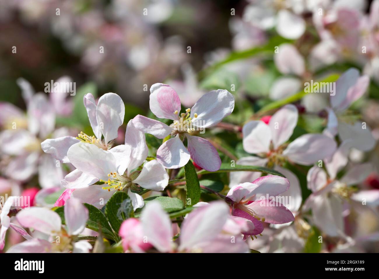 flowers in the spring season, flowers are grown for landscaping Stock ...