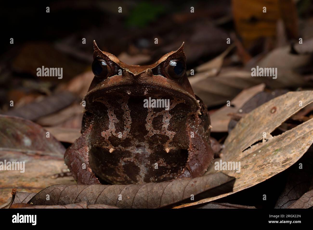 Malayan Horned Frog, Pelobatrachus nasutus,in Malaysia Stock Photo - Alamy