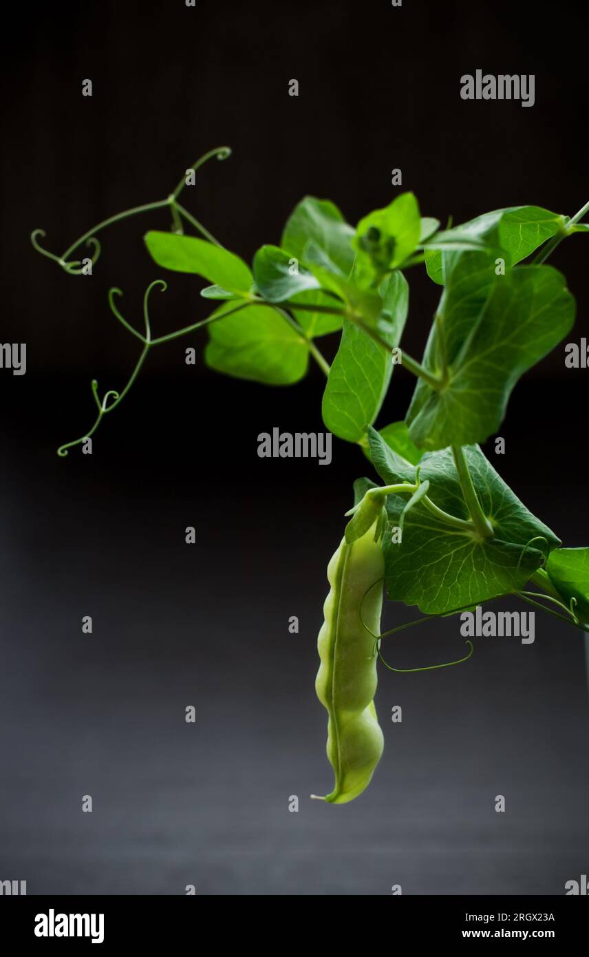 Green pea vegetable hi-res stock photography and images - Alamy