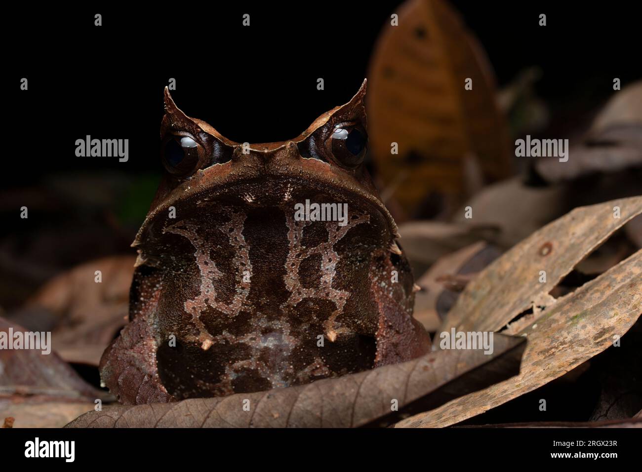 Malayan Horned Frog, Pelobatrachus nasutus,in Malaysia Stock Photo - Alamy