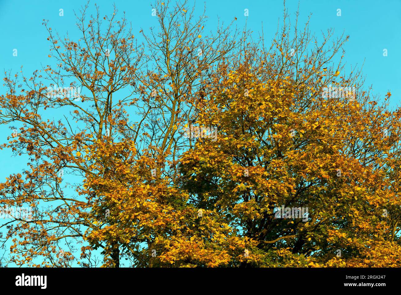 trees in a mixed forest during leaf fall, autumn forest with different ...