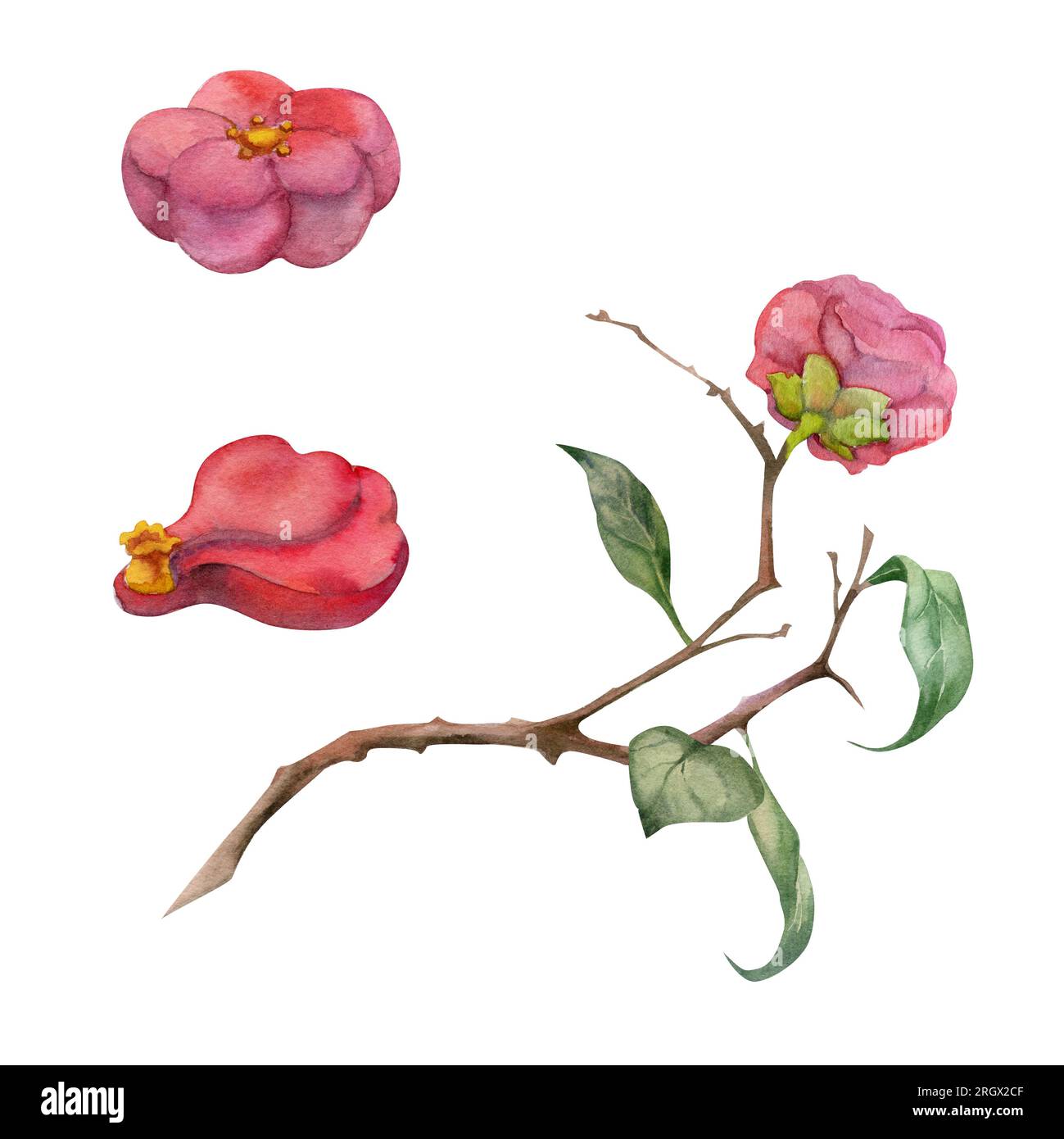 Watercolor hand drawn traditional Japanese sweets. Winter wagashi ...