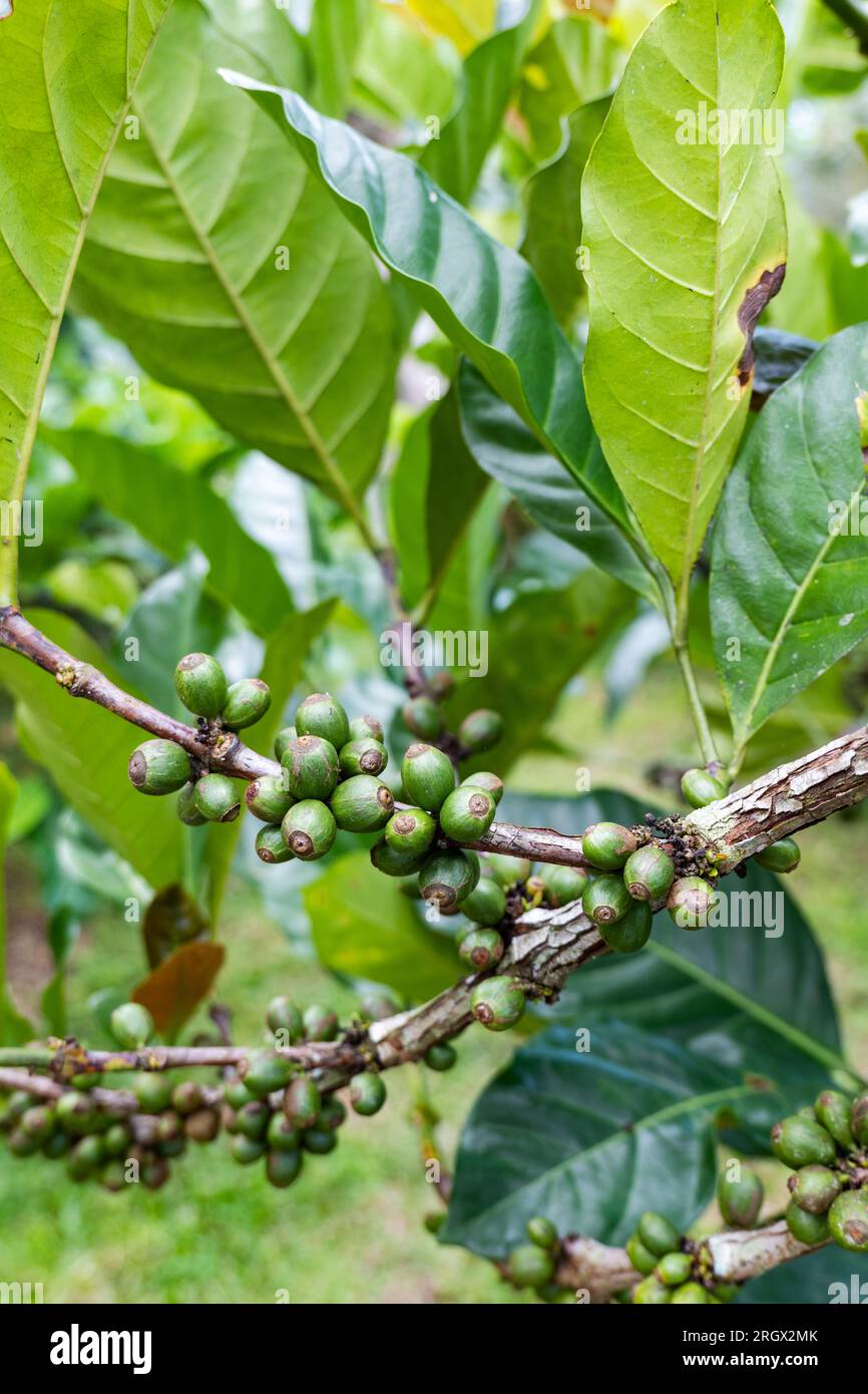 Indonesia and panama hi-res stock photography and images - Alamy