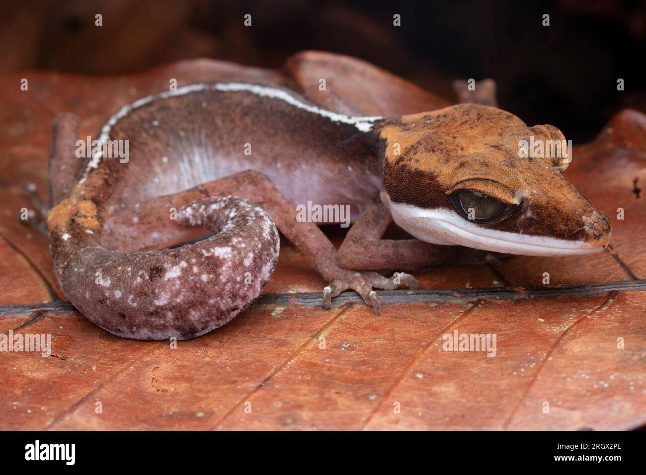 Cat-eyed Gecko, Aeluroscalabotes felinus, Aeluroscalabotes dorsalis ...