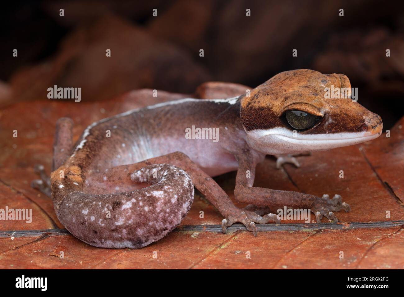 Cat-eyed Gecko, Aeluroscalabotes felinus, Aeluroscalabotes dorsalis ...