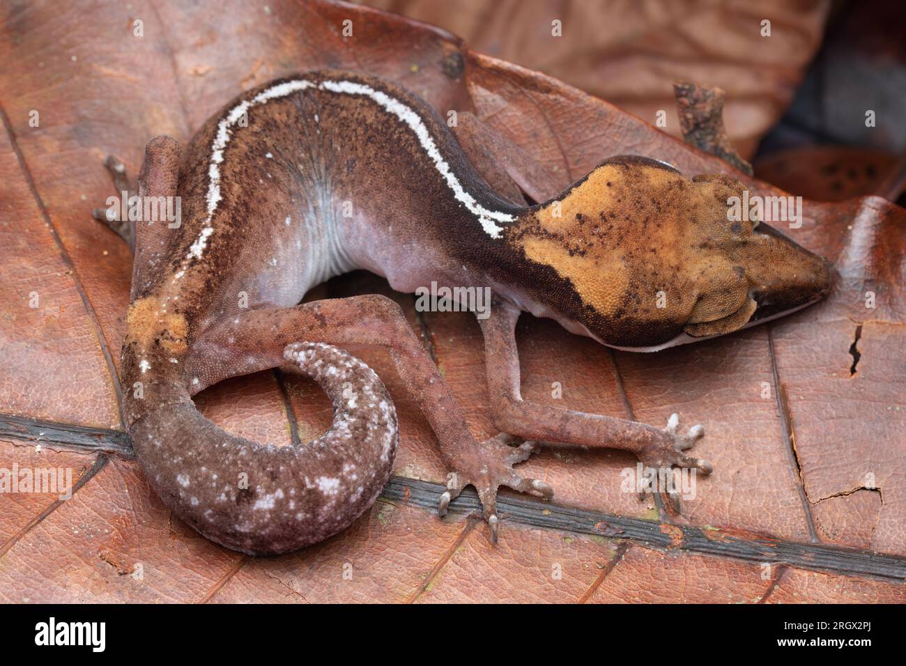 Cat-eyed Gecko, Aeluroscalabotes felinus, Aeluroscalabotes dorsalis ...