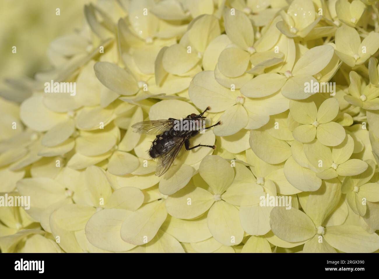 Female Flesh fly, Sarcophaga, family Sarcophagidae on light lime-green ...
