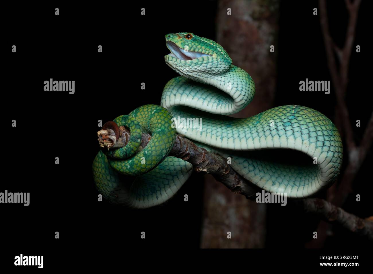 Pit viper of philippines hi-res stock photography and images - Alamy