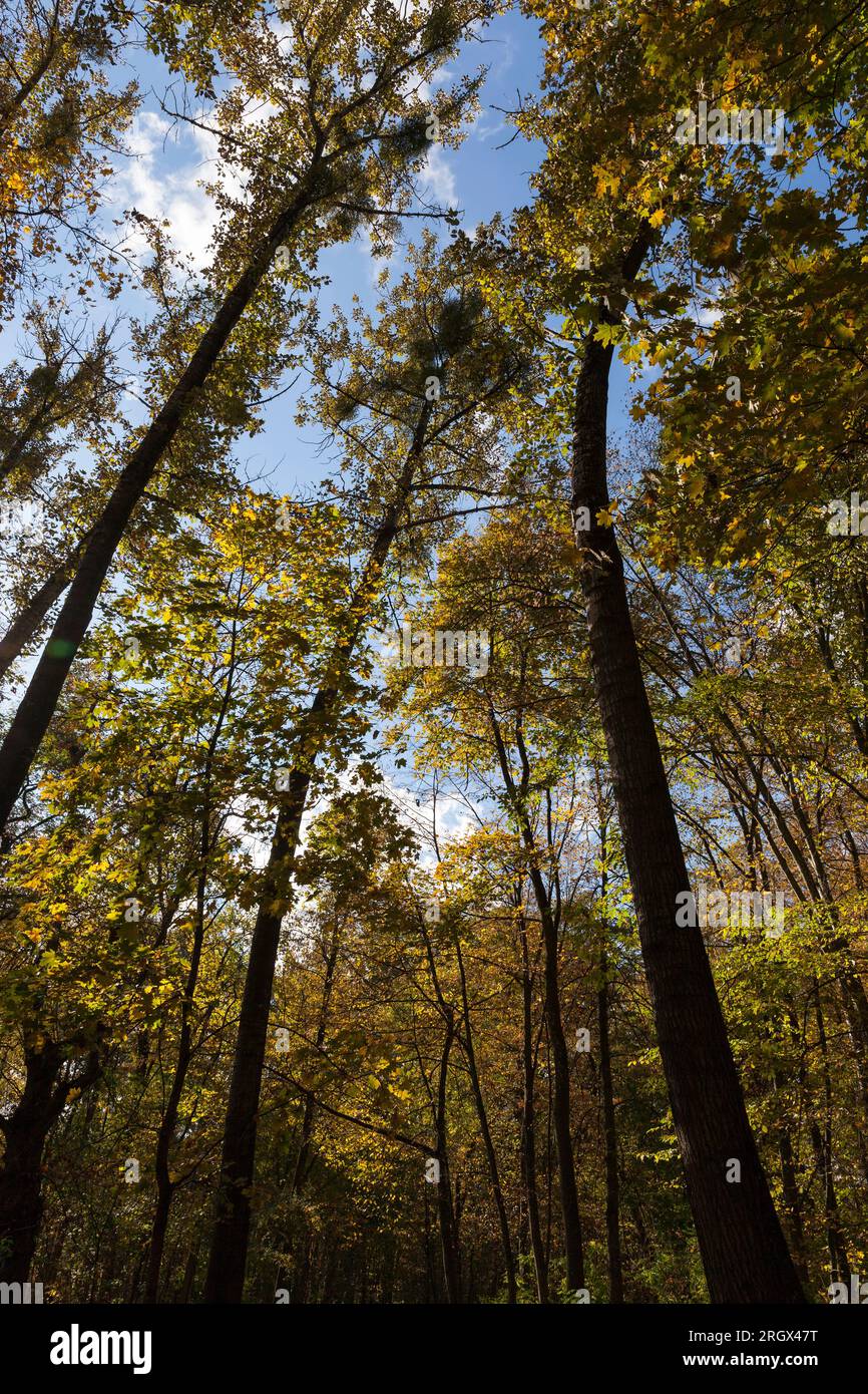 trees in a mixed forest during leaf fall, autumn forest with different ...