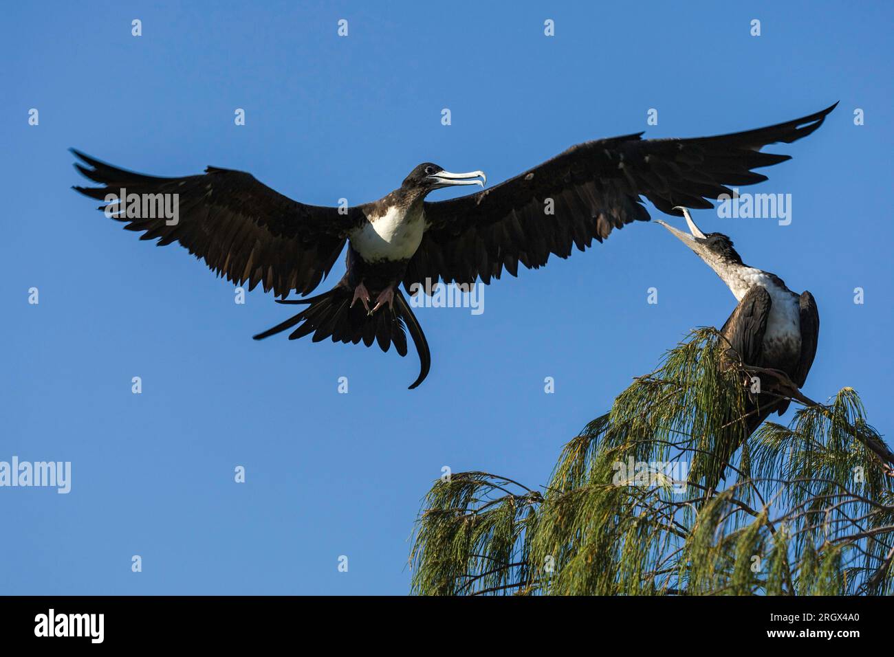 A lesser frigatebird - Fregata ariel getting warned off from landing in ...