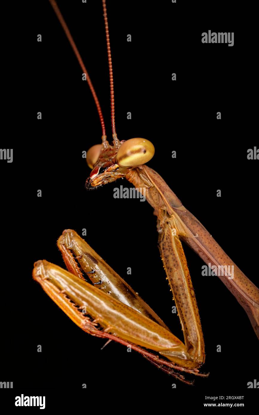 African Praying Mantis - Miomantis caffra - close-up portrait showing ...