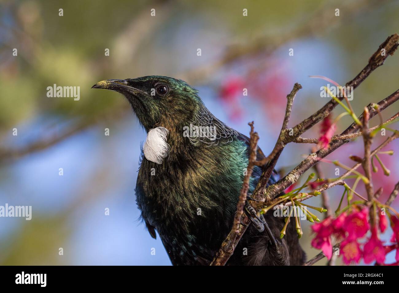 Iridescent feathers of a Tui - Prosthemadera novaeseelandiae - can be ...