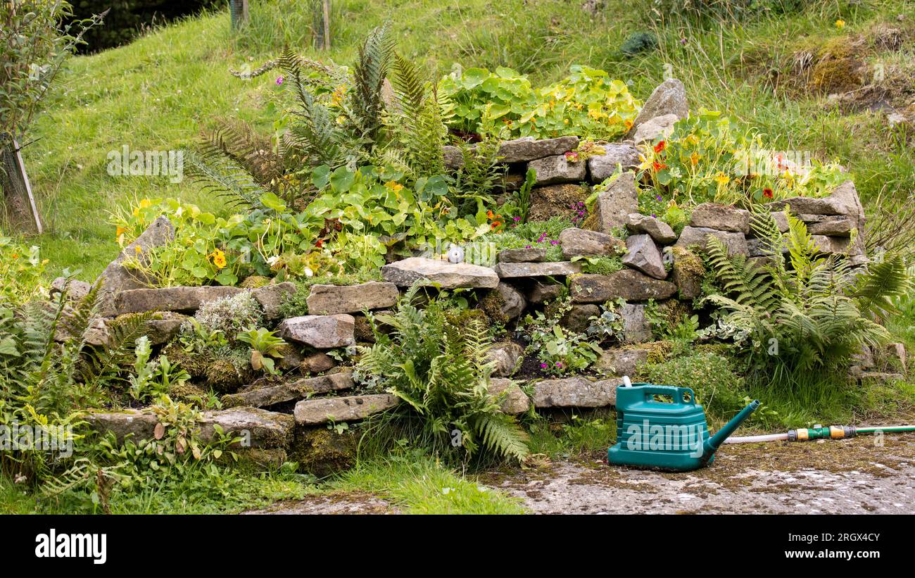 Informal rockery with ferns and nasturtiums showing extensive rabbit ...