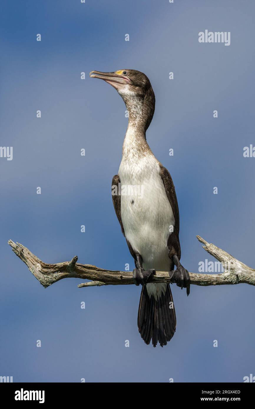 A Pied Shag - Phalacrocorax varius - perches on a dead branch holding ...