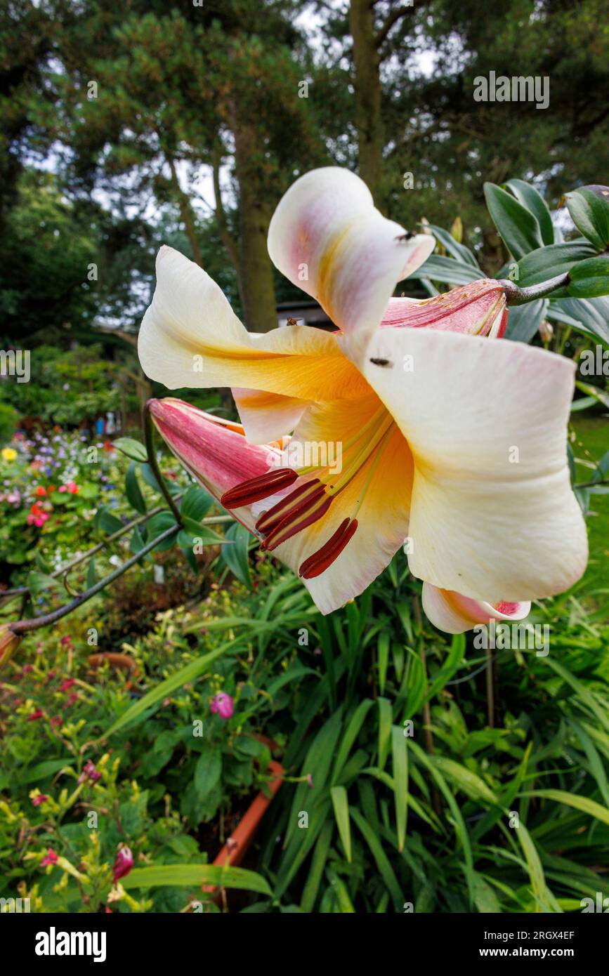 Weather battered rough and ready white lily blooms at the start of ...