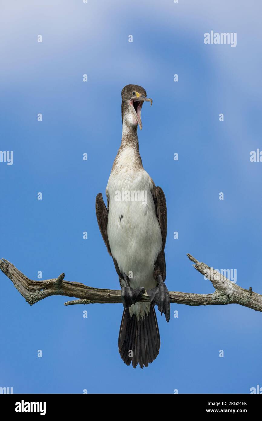 A Pied Shag - Phalacrocorax varius - perches on a dead branch holding ...