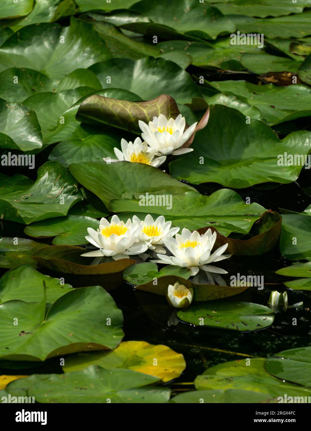 Pink american water lily hi-res stock photography and images - Alamy