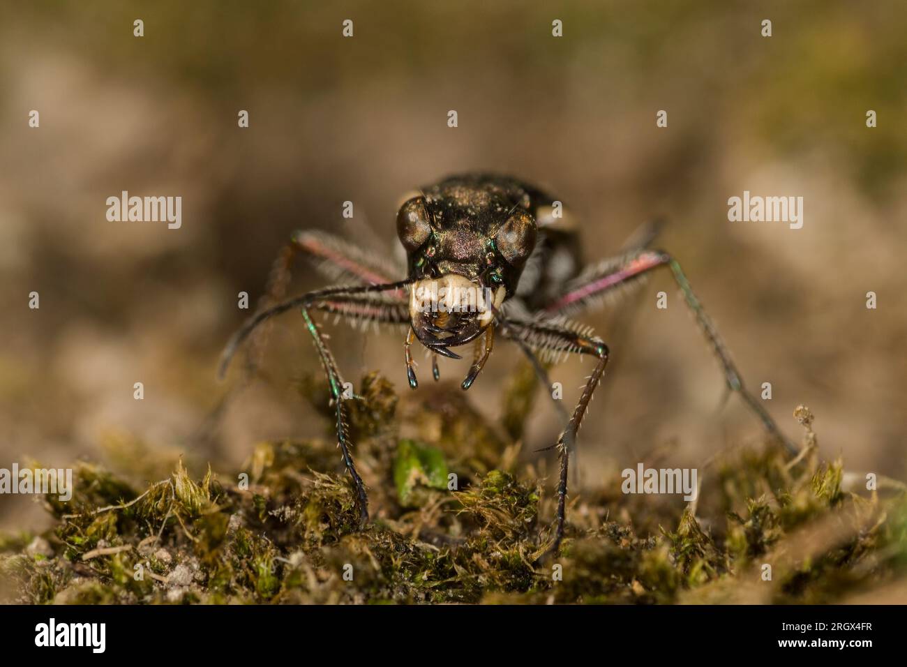 Close-up of Common Tiger Beetle - Cicindela tuberculata - displaying ...
