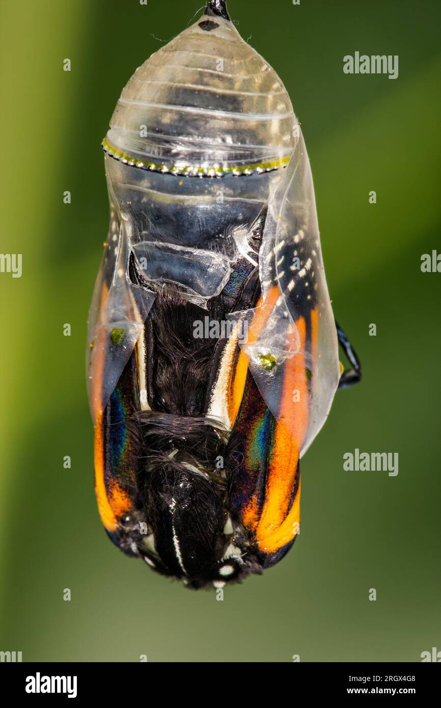A Monarch Butterfly - Danaus plexippus - metamorphosing from a ...