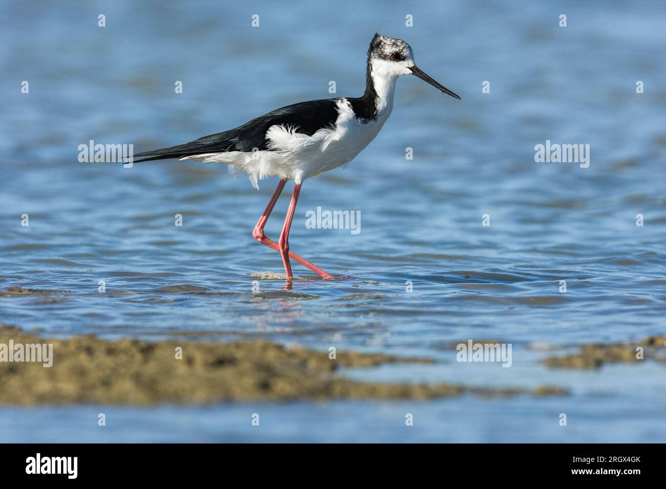 Stilt crab hi-res stock photography and images - Alamy