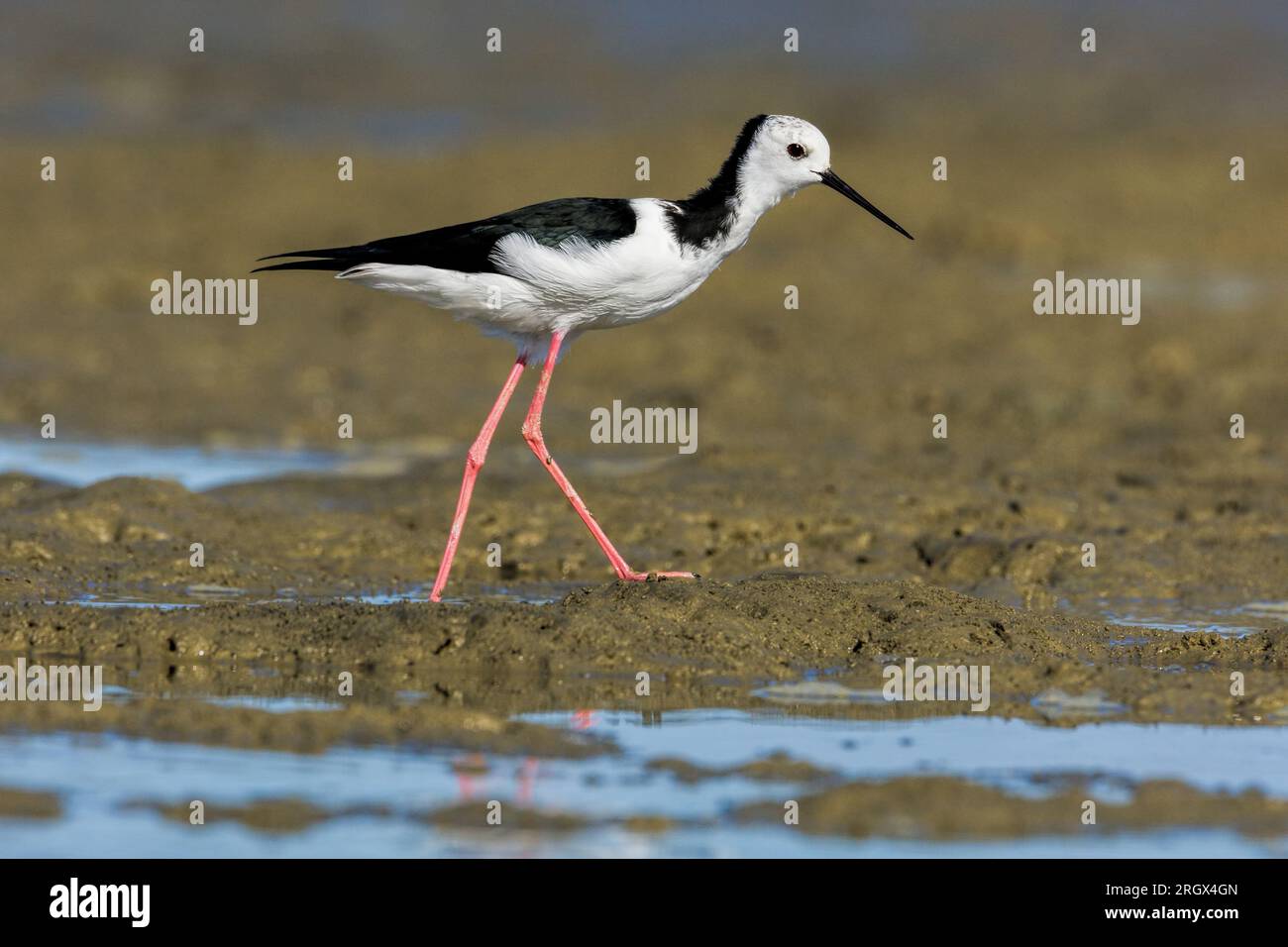 Pied Stilt - Himantopus himantopus - with long thin pink legs walking ...