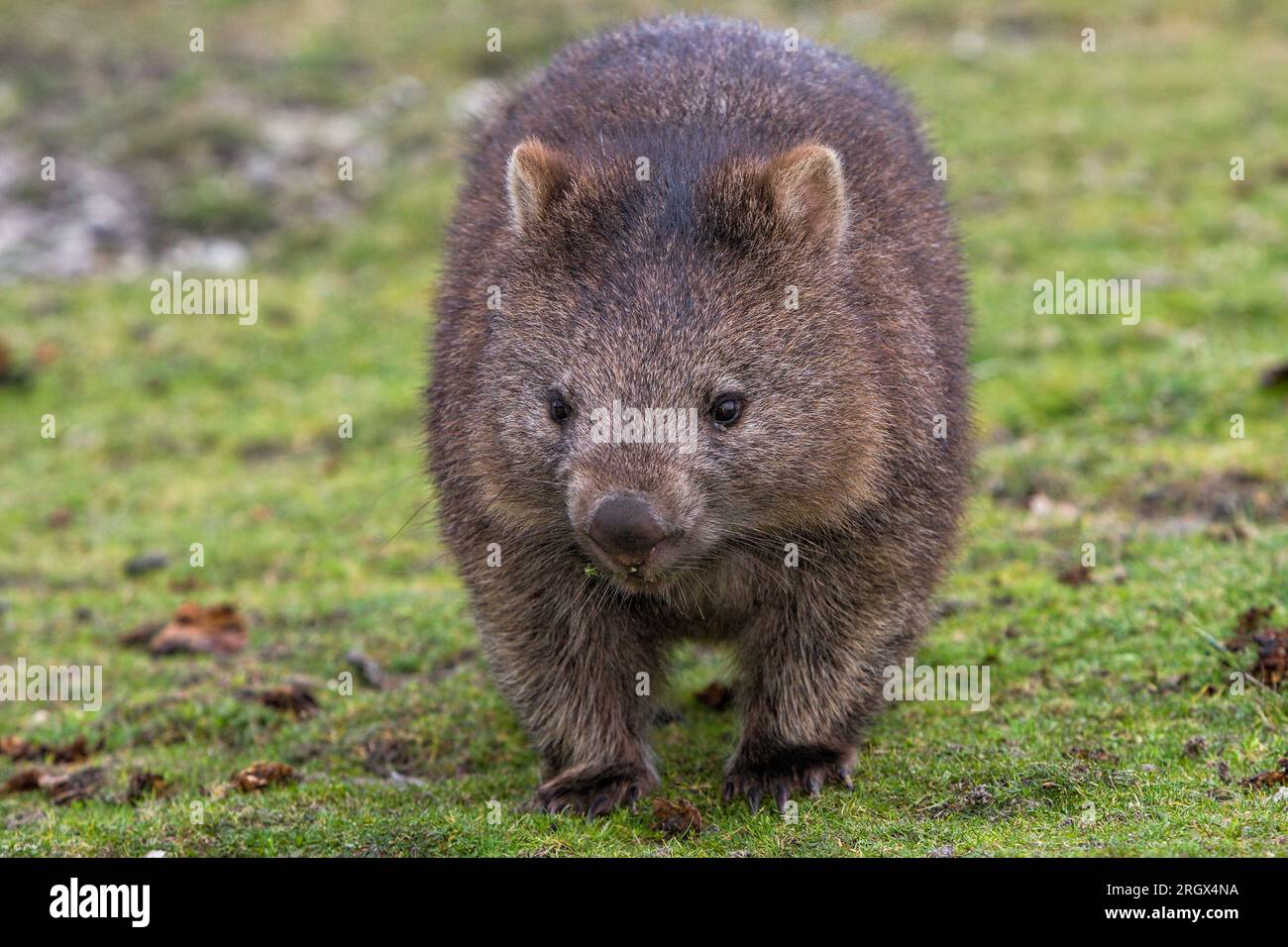 Common Wombat - Vombatus ursinus - walking over open grassland in ...