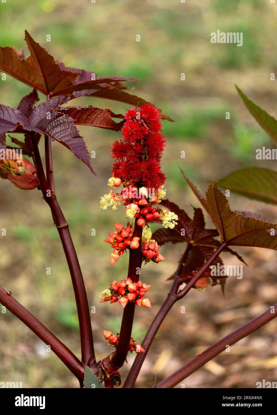 The flower and leaves of a plant called castor bean, used to decorate ...