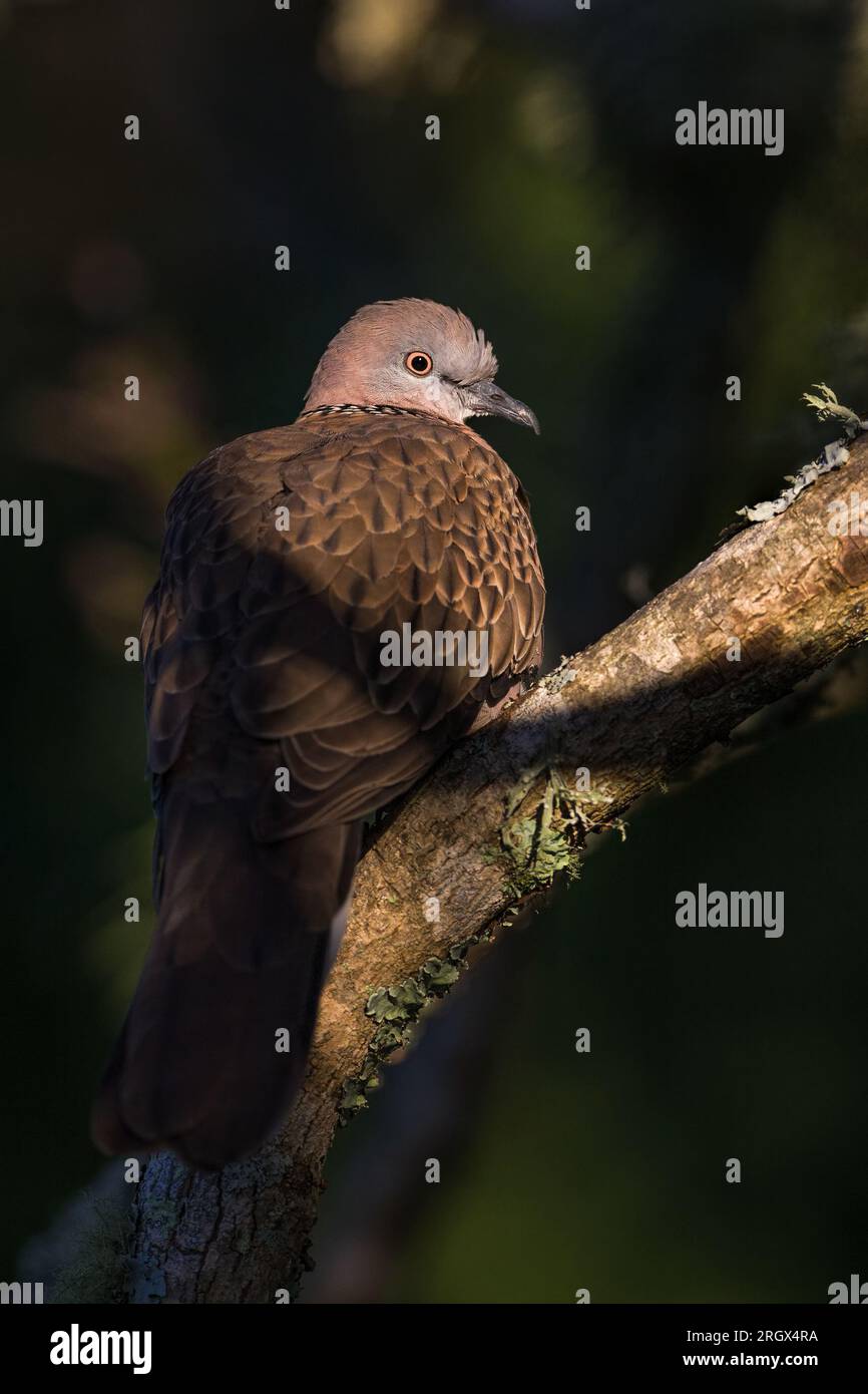 Spotted Dove - Streptopelia chinensis - Perched in a tree looking over ...