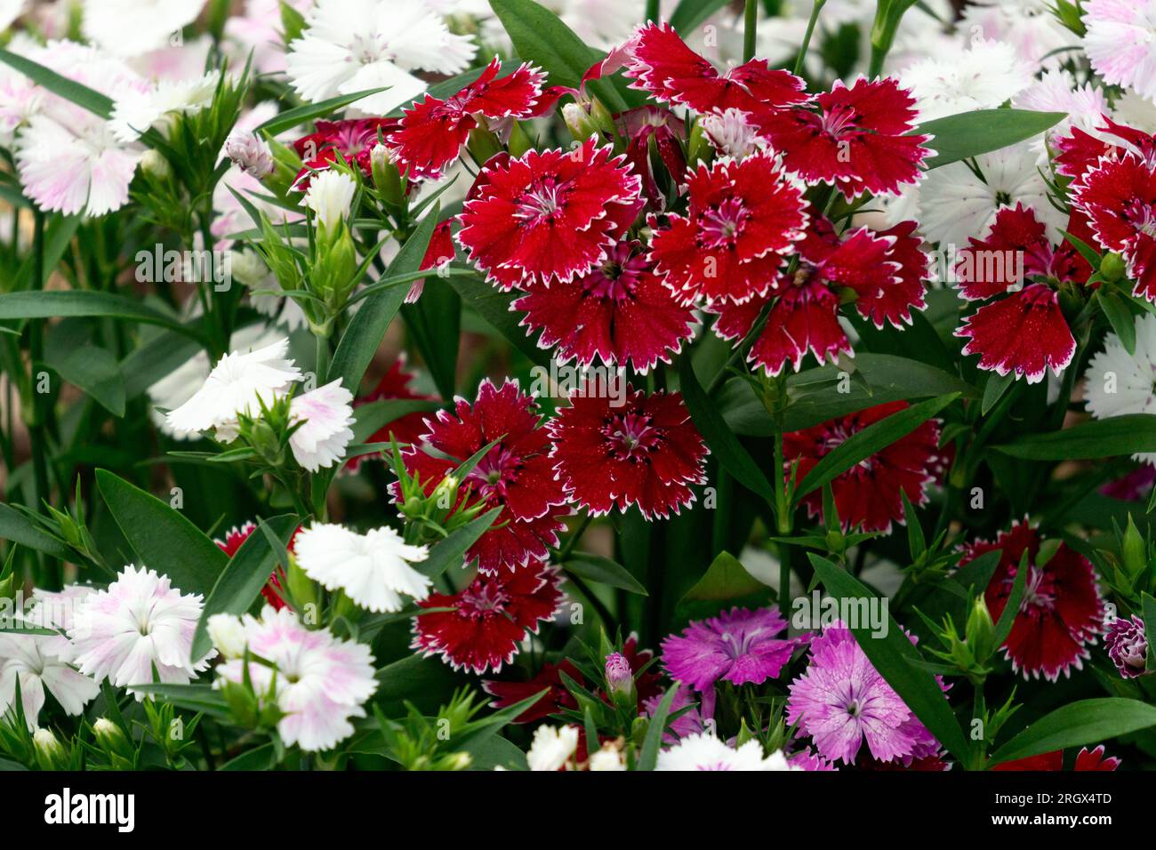 Decorative, multi-colored garden carnation bushes grow in a flower bed ...