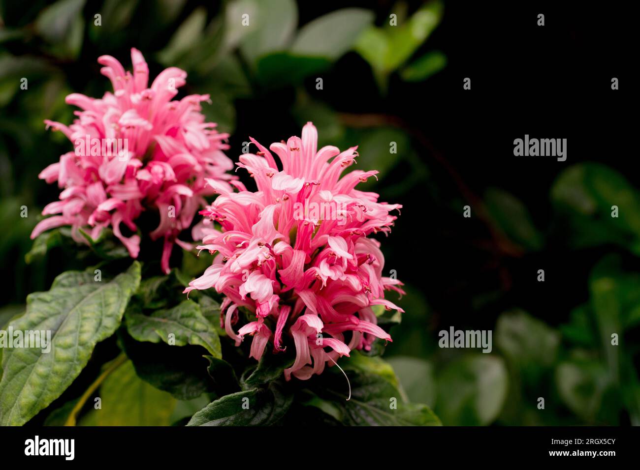 Pink justicia carnea hi-res stock photography and images - Alamy
