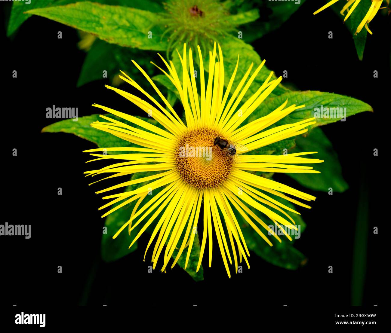 Botanical illustration fleabane hi-res stock photography and images - Alamy