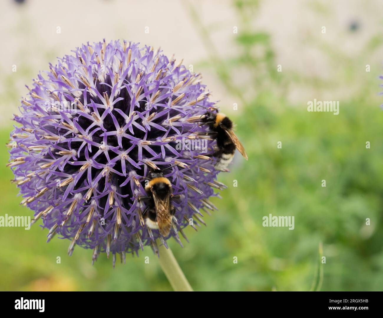 giant allium and bees Stock Photo - Alamy