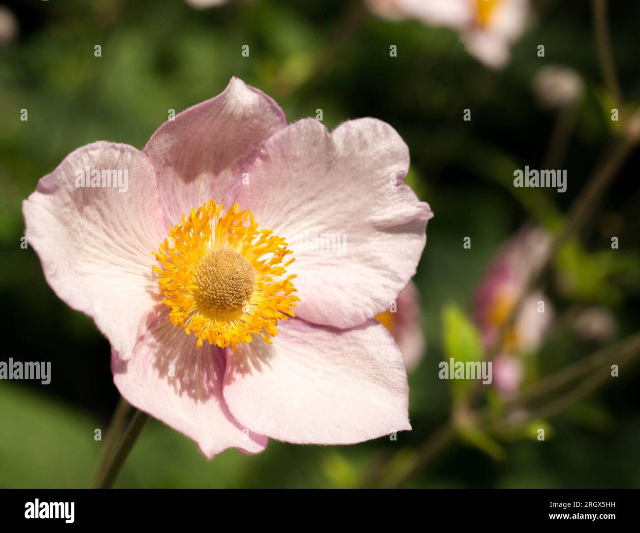 Tall thimbleweed hi-res stock photography and images - Alamy
