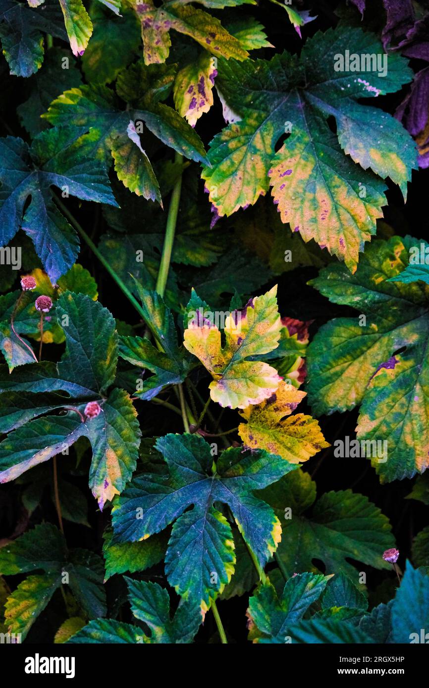 beautiful colorful leaves texture for background Stock Photo - Alamy
